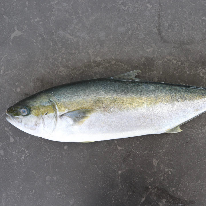 KINGFISH – Alpha Fresh