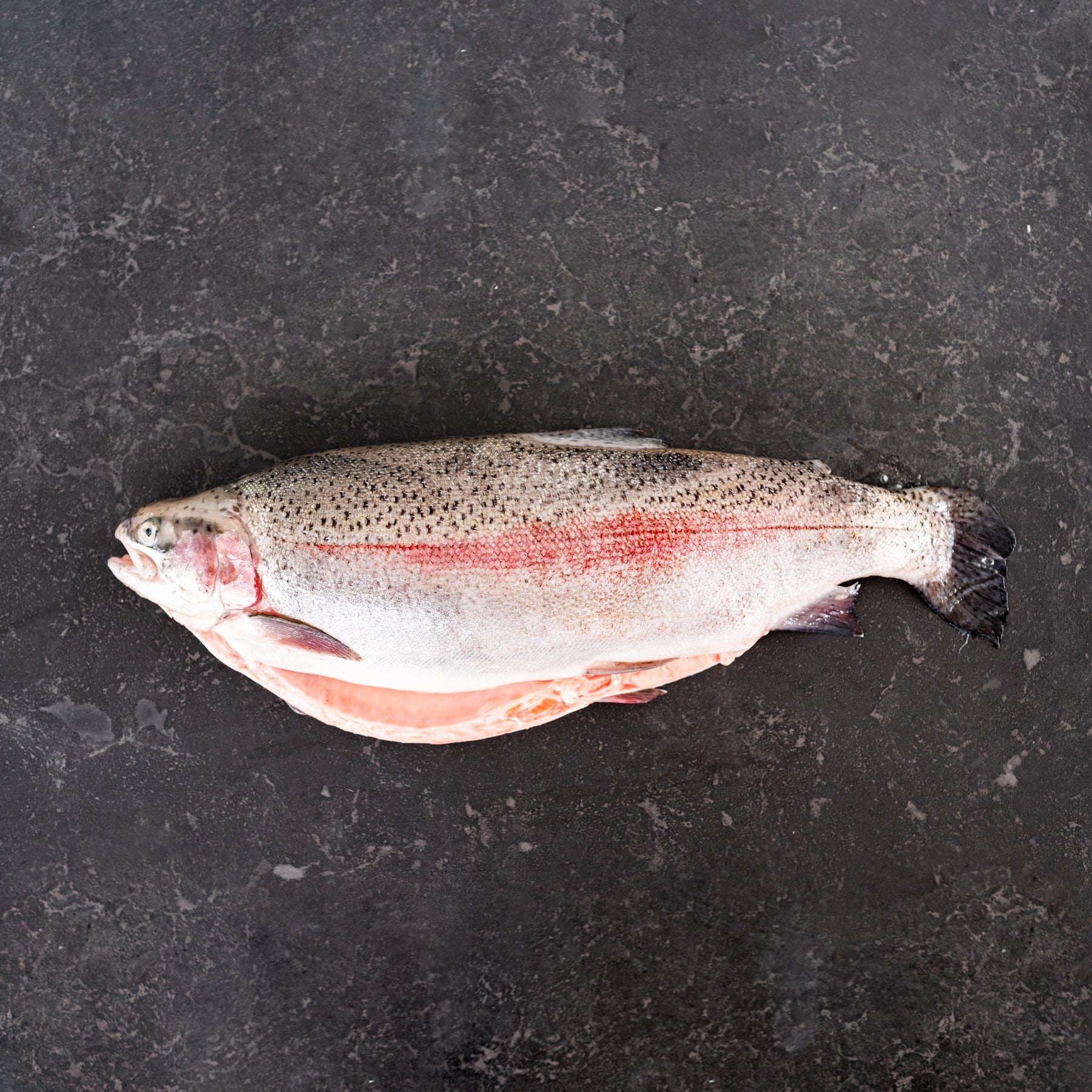 TROUT – Alpha Fresh