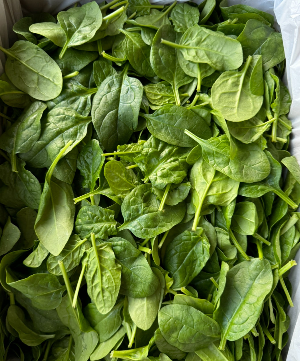 Organic Baby Spinach Leaves 100g – Alpha Fresh