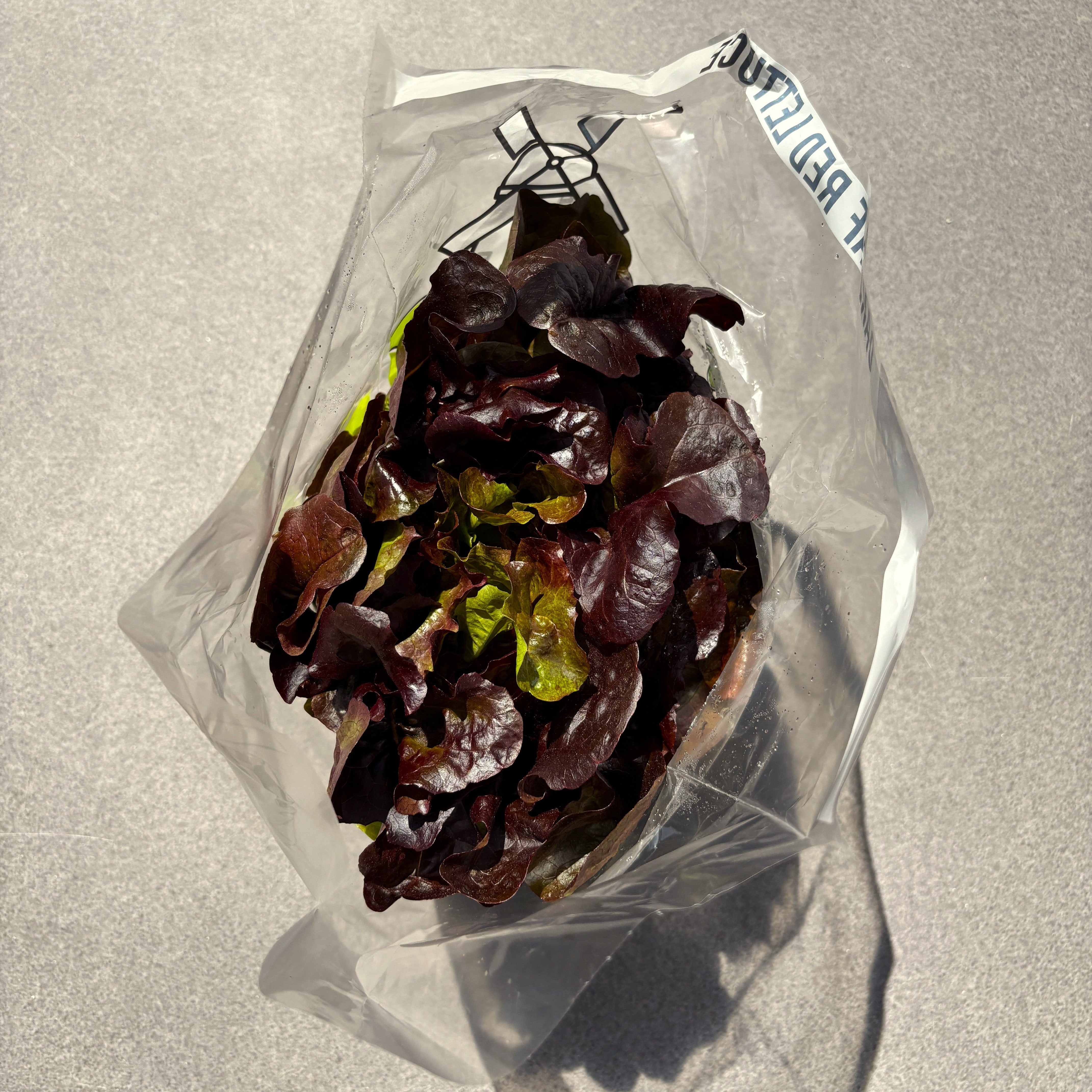 Lettuce Red Oak (Each) – Alpha Fresh